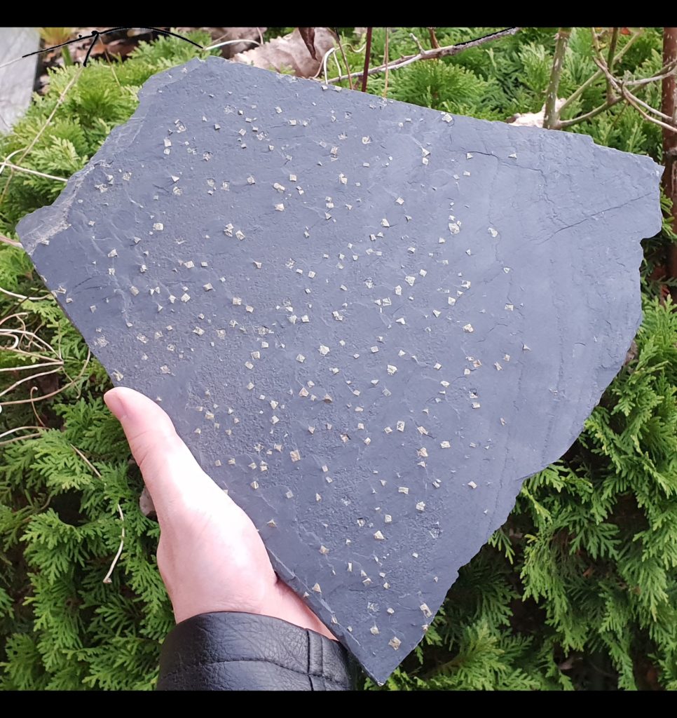 Pyrite sur Ardoise – Lourdes | Géodes Et Minéraux